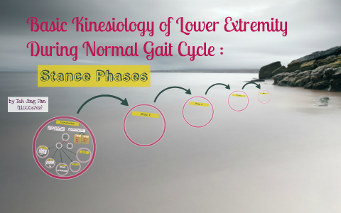 Basic Kinesiology of Lower Extremity during Normal Gait Cycle by ...