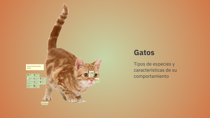 Gatos by JOSABET SARAI MORA MIERES on Prezi