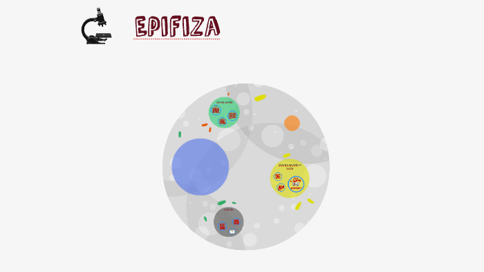 Epifiza by Kristina Br on Prezi