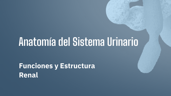 Anatomía del Sistema Urinario by Maria Centeno on Prezi