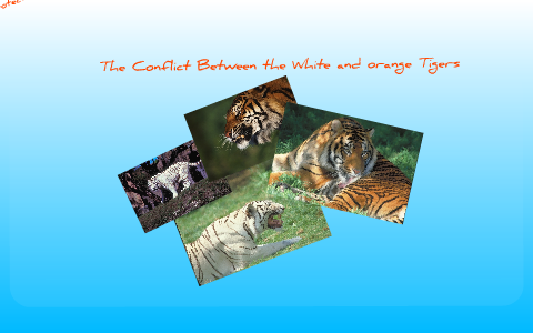 The White and Yellow Tiger's Conflict by Trevor Wiser on Prezi