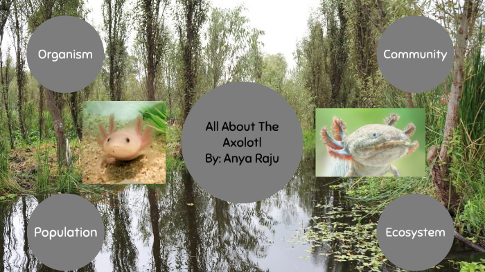 Axolotl Research by Anya Raju on Prezi