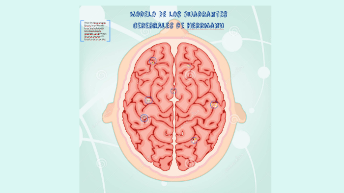 Modelo de los Cuadrantes Cerebrales de Herrmann by ANDREA DELGADO on Prezi