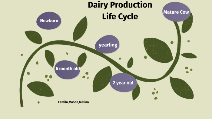 Dairy Production life cycle by Camila Quintero on Prezi
