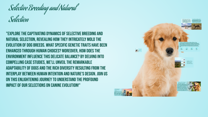 Selective Breeding and Natural Selection by Tanay Mandania on Prezi