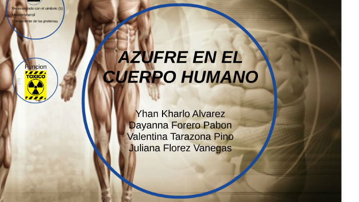 Azufre En El Cuerpo Humano By Valentina Tarazona Pino On Prezi