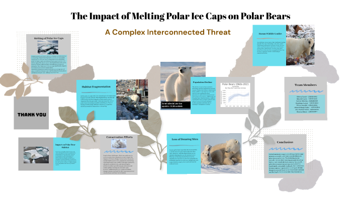 The Impact of Melting Polar Ice Caps on Polar Bears by Khushi Gupta on ...