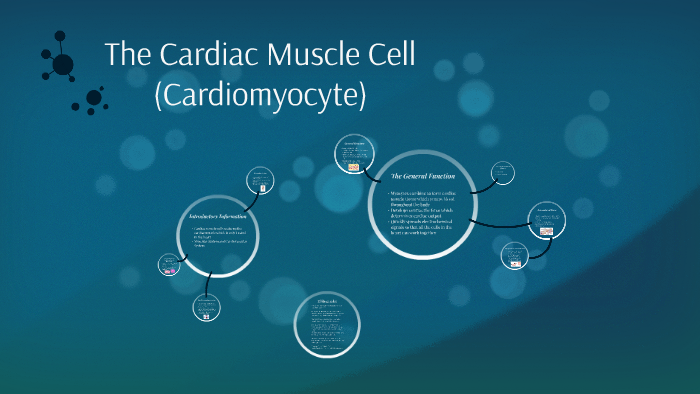 The Cardiac Muscle Cell (Cardiomyocyte) by Lily Longwell on Prezi