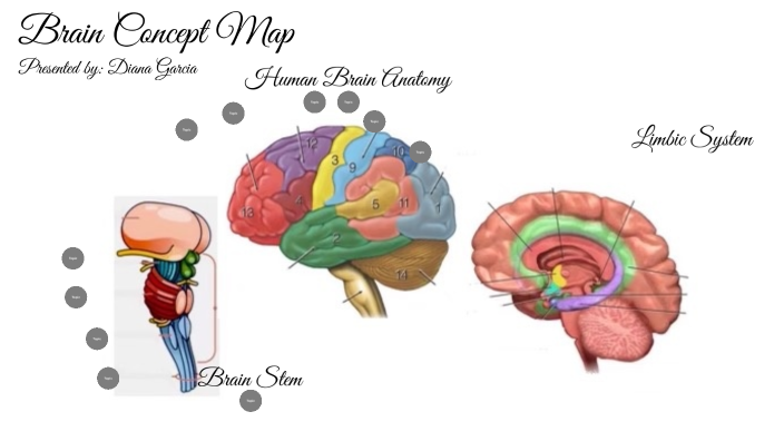 Brain Concept Map by diana garcia on Prezi