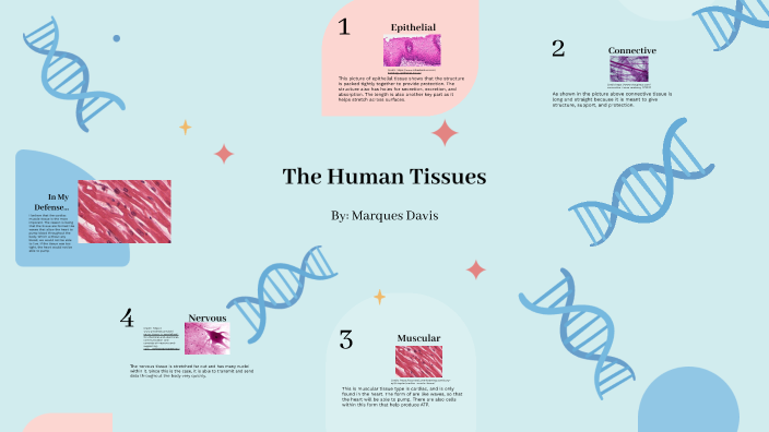 The Human Tissues by Marques Davis on Prezi