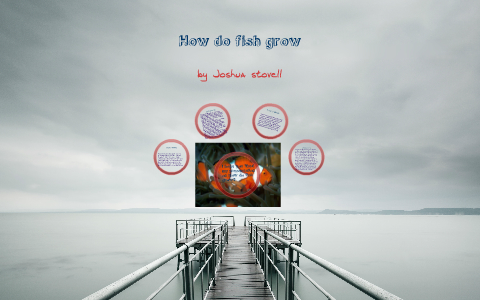 How do fish grow by Joshua stovell
