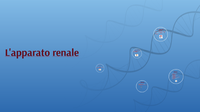 L'apparato renale by ilaria boi on Prezi