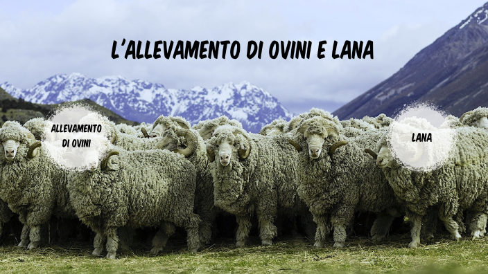 L'allevamento di ovini e lana in Austalia by GIOIA PARDINI on Prezi