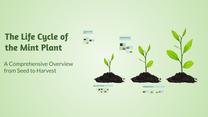 The Life Cycle of the Mint Plant by Sohaiba Fatima on Prezi