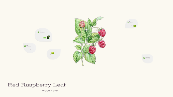 Red Raspberry Leaf by Hope Lelie on Prezi