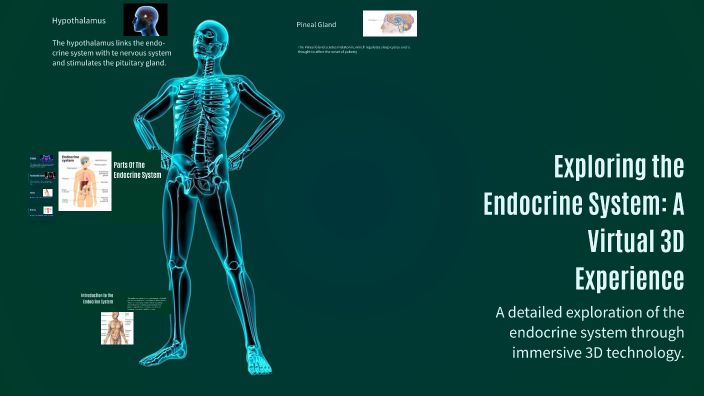 Exploring the Endocrine System: A Virtual 3D Experience by Jazavian ...