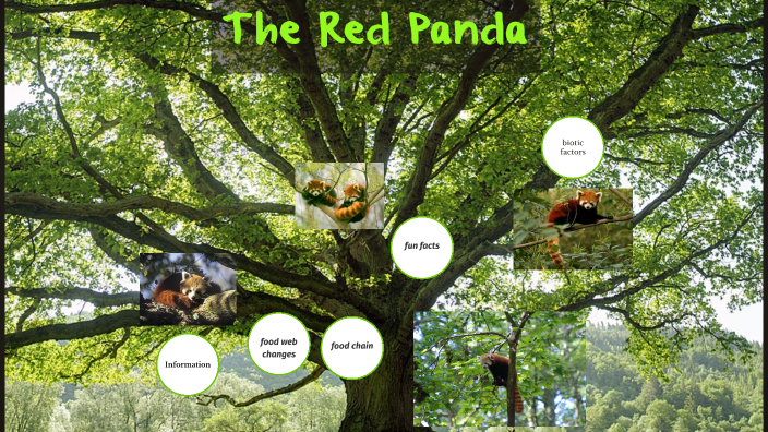 Red Panda Presentation by Tayshaun Hargrove on Prezi