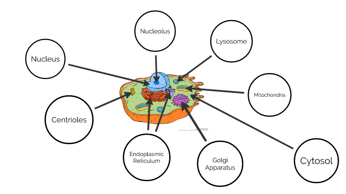 Cell Concept Map by Emily Burland on Prezi