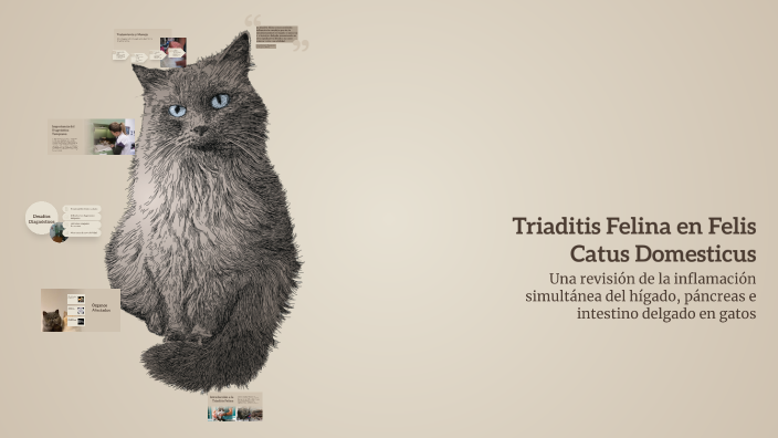 Triaditis Felina en Felis Catus Domesticus by Angelica Valenzuela on Prezi
