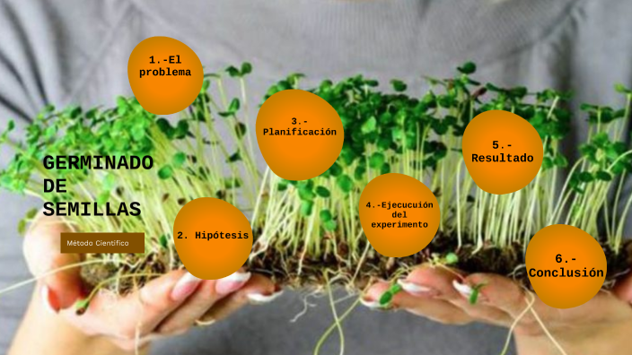 Germinacion de semillas by gabriela mollo on Prezi