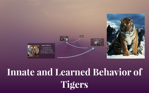 Innate and learned behaviors of tiger by haosheng chen on Prezi