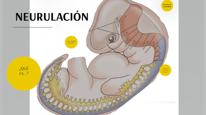 neurulacion by viridiana oext on Prezi