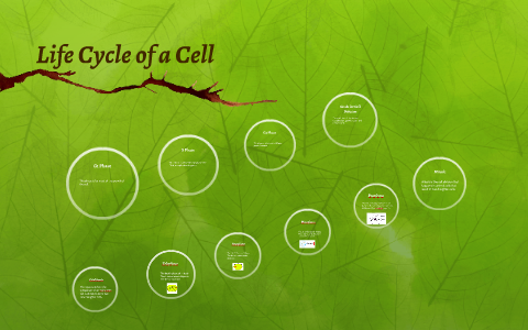 Life Cycle of a Cell by Alex Rodman on Prezi