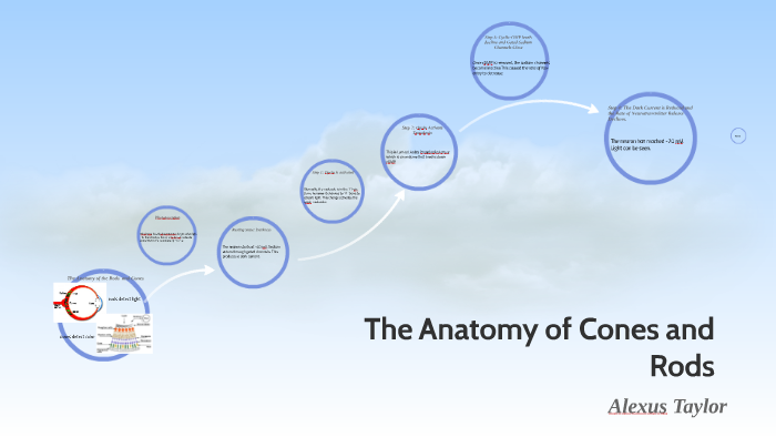 The Anatomy of Cones and Rods by Alexus Taylor on Prezi