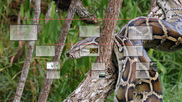 Burmese Python by Pedro Recci on Prezi