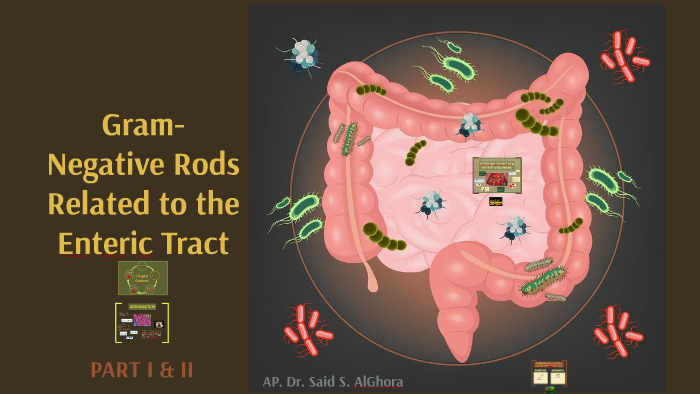 Gram-Negative Rods part I & II by Yasmeen Yahya on Prezi