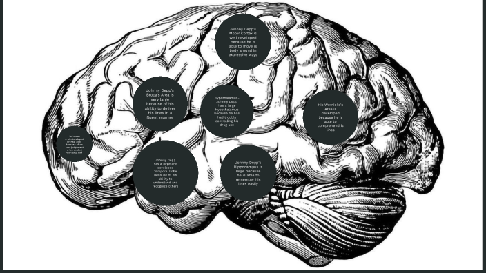 Celebrity Brains Project by Abigail Garrett on Prezi