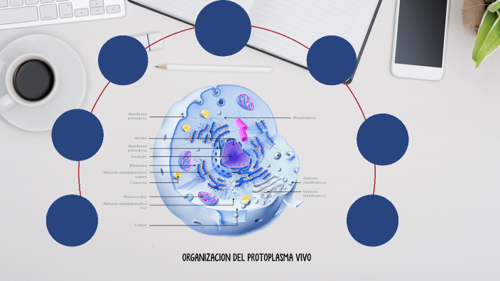 ORGANIZACION DEL PROTOPLASMA VIVO by Ximena Azain on Prezi