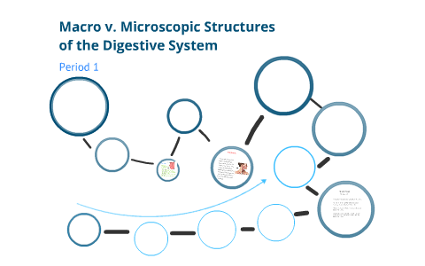 Macro VS. Microscopic Structures of the Digestive System by Megan ...