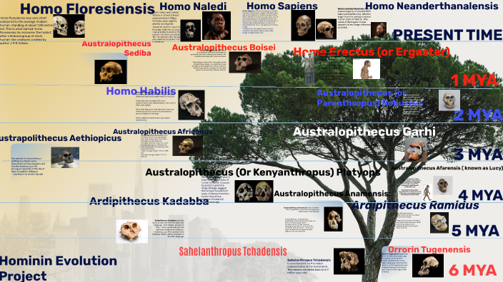 Hominin Evolution Diagram by Kianna Battiste on Prezi