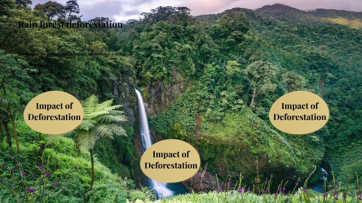 Rain forest Deforestation by Alexandra Tsapoukis on Prezi