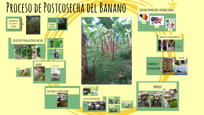 Proceso de Postcosecha del Banano by Tania Rodriguez on Prezi