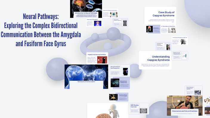 The Neural Pathway Between the Amygdala and the Fusiform Face Gyrus by ...