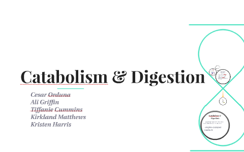 Catabolism & Digestion by Ali Griffin on Prezi