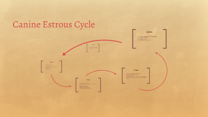 Estrous Cycle of a Dog by Kerry Flanigan on Prezi