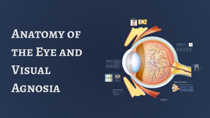 Anatomy of the Eye and Visual Agnosia by Amari Lee on Prezi