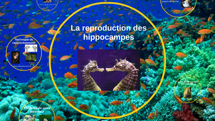 La reproduction des hippocampes by jacky tunning on Prezi