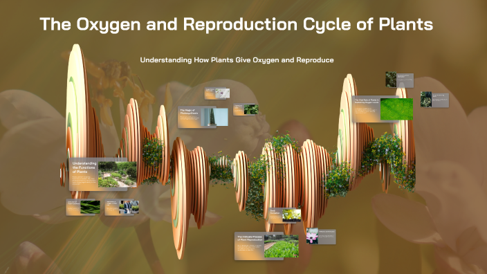 The Oxygen and Reproduction Cycle of Plants by Tracy Marrs on Prezi