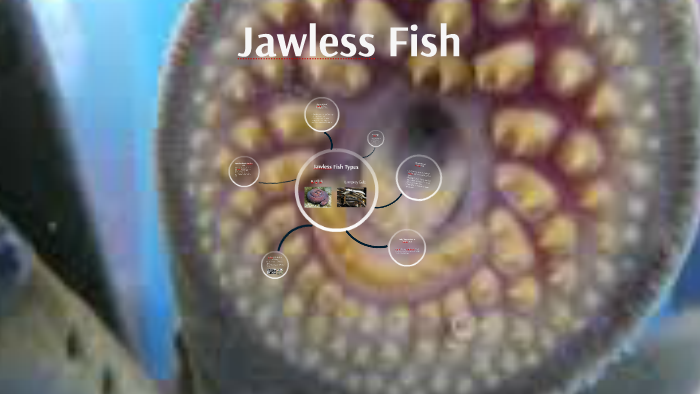 Jawless Fish by Lindsay Janson on Prezi