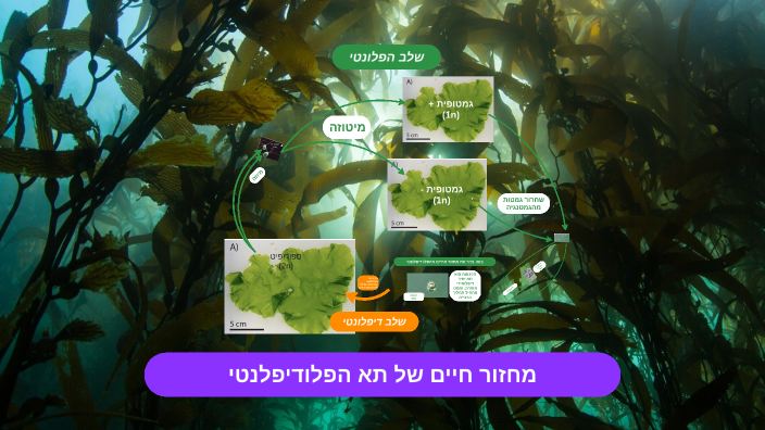 Understanding the Haplodiplontic Life Cycle by on Prezi