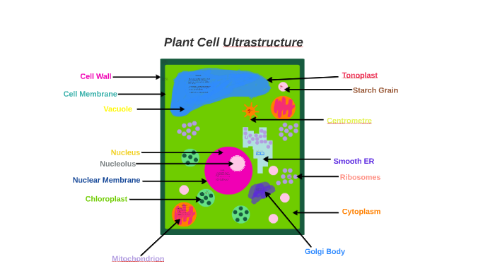 Plant Cell Ultrastructure by Louise Jan Hate on Prezi