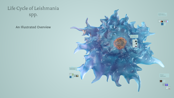 Life Cycle of Leishmania spp. by rein dlm on Prezi