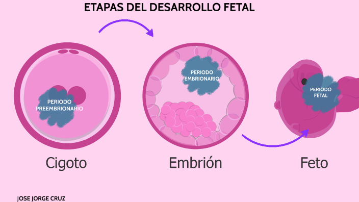Etapas del desarrollo prenatal by jose cruz on Prezi