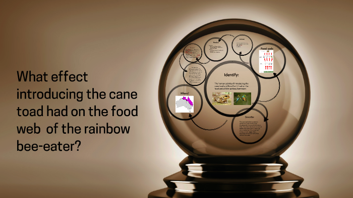 What effect introducing the cane toad had on the food web o by ...