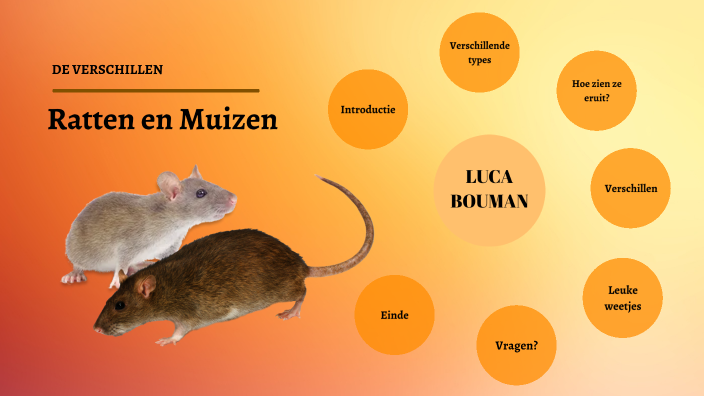 Verschillen: Rat en Muis by lux B on Prezi