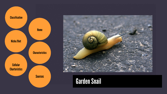 Snails- Biology Project 2022 by keeley jenkins on Prezi